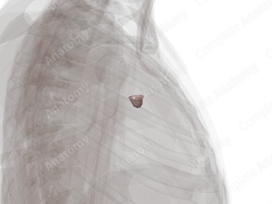 Aortic Valve - an overview | ScienceDirect Topics