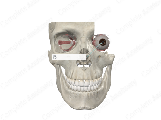 Iris - an overview | ScienceDirect Topics