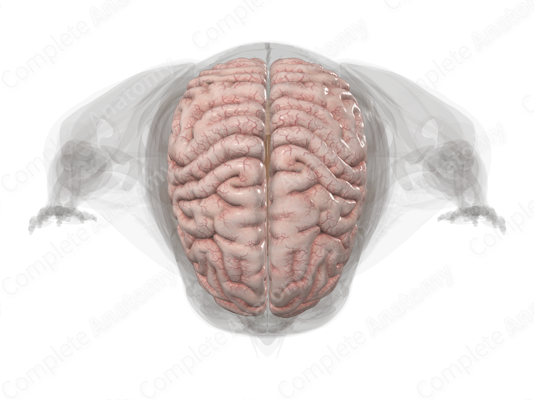 Cerebral Cortex - an overview | ScienceDirect Topics