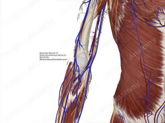 Musculocutaneous Nerve - an overview | ScienceDirect Topics