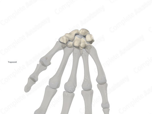 Trapezoid Bone Carpal Bones Anatomy | Bone And Spine
