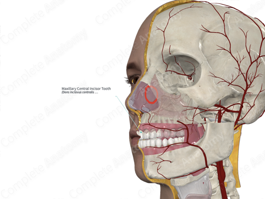 Dental Anatomy Of Maxillary Central Incisor Maxillary Lateral And