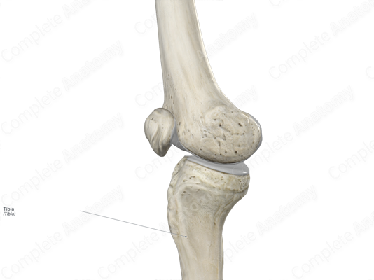 Tibia - an overview | ScienceDirect Topics