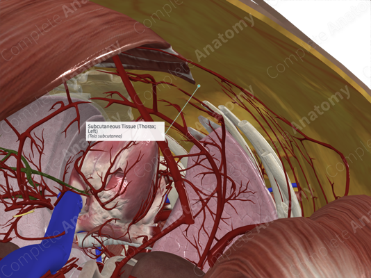 Subcutaneous Tissue - an overview | ScienceDirect Topics