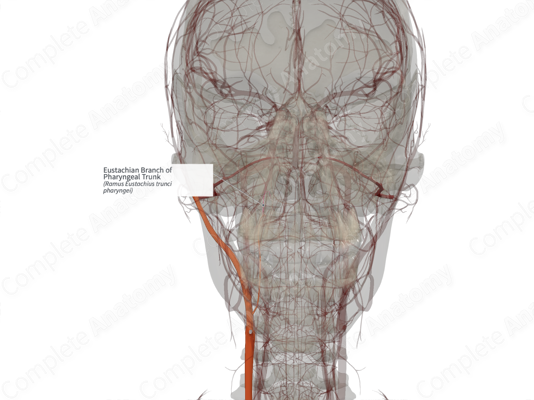 Eustachian Tube - an overview | ScienceDirect Topics