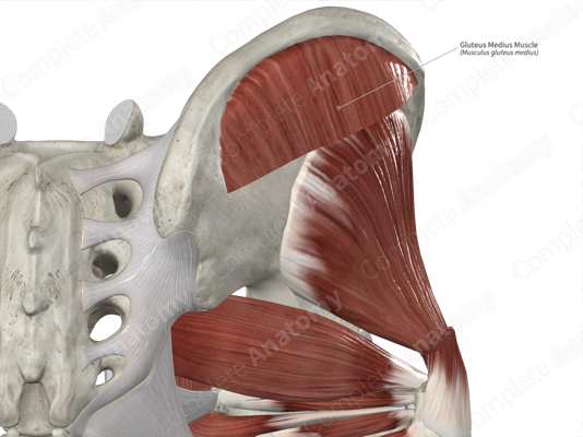 Gluteus Medius Muscle - an overview | ScienceDirect Topics
