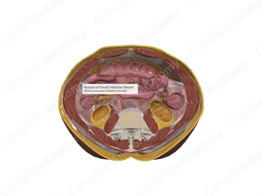 Small Intestine Mucosa - an overview | ScienceDirect Topics
