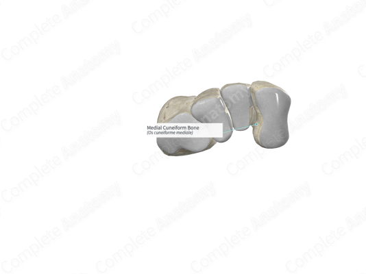 Cuneiform Bone - an overview | ScienceDirect Topics