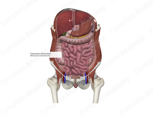 Mesocolon - an overview | ScienceDirect Topics