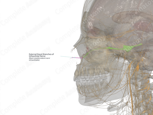 Infraorbital Nerve Bilateral Barotraumatic Involvement Of The