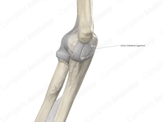 Ulnar Collateral Ligament - an overview | ScienceDirect Topics