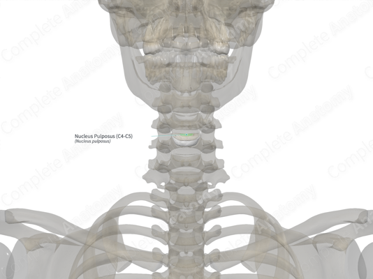 Nucleus Pulposus - an overview | ScienceDirect Topics