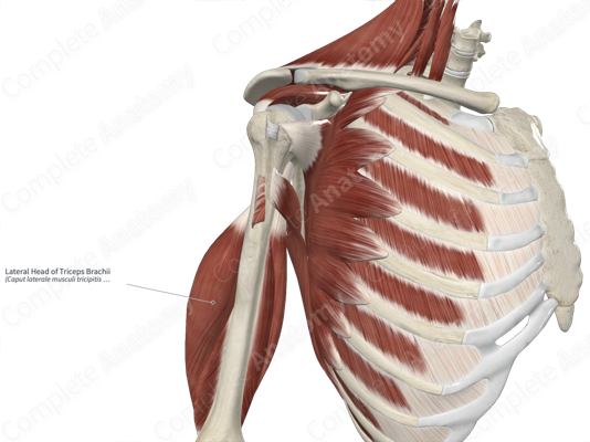 Triceps Brachii Muscle - an overview | ScienceDirect Topics