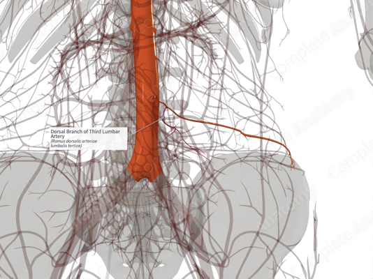 Lumbar Artery Cat Carnivore Anatomy Lab 18 Introduction