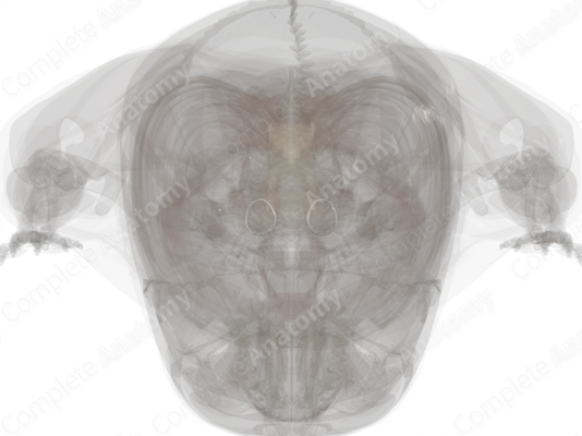 Atlantoaxial Joint - an overview | ScienceDirect Topics