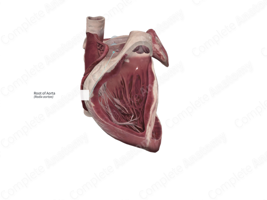 Aortic Root - an overview | ScienceDirect Topics