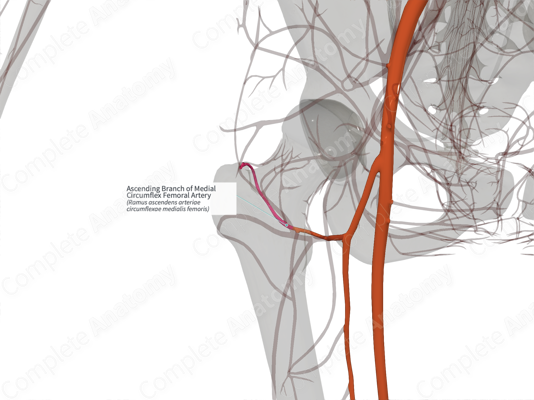 Femoral Artery - an overview | ScienceDirect Topics