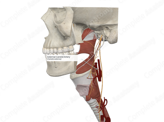 External Carotid Artery - an overview | ScienceDirect Topics