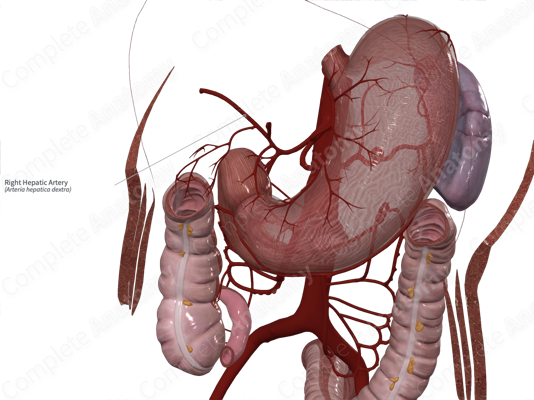 Right Hepatic Artery - an overview | ScienceDirect Topics
