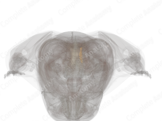 Sympathetic Trunk - an overview | ScienceDirect Topics