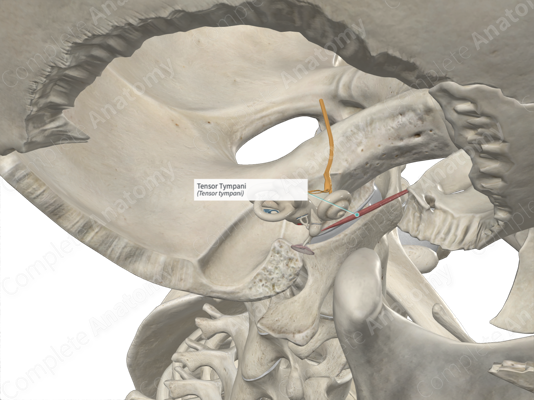 Tensor Tympani Muscle - an overview | ScienceDirect Topics