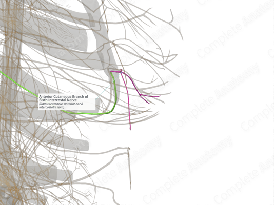 Intercostal Nerve - an overview | ScienceDirect Topics