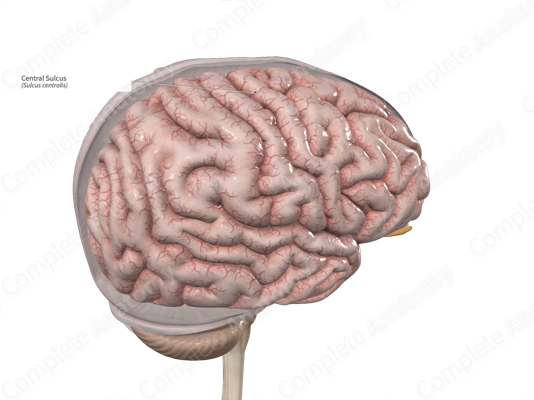 Central Sulcus - an overview | ScienceDirect Topics