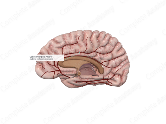 Anterior Cerebral Artery - an overview | ScienceDirect Topics