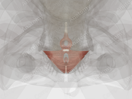 Perineum - an overview | ScienceDirect Topics