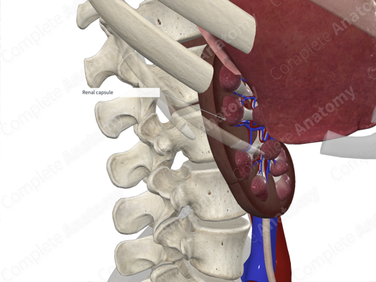 Kidney Capsule - an overview | ScienceDirect Topics