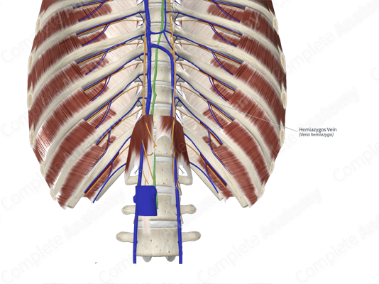 Hemiazygos Vein - an overview | ScienceDirect Topics