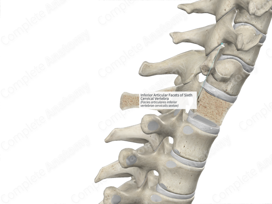 Sixth Cervical Vertebra - an overview | ScienceDirect Topics