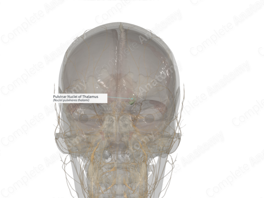 Pulvinar - an overview | ScienceDirect Topics