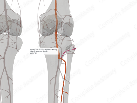 Posterior Tibial Artery - an overview | ScienceDirect Topics