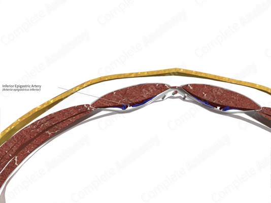 Inferior Epigastric Artery - an overview | ScienceDirect Topics