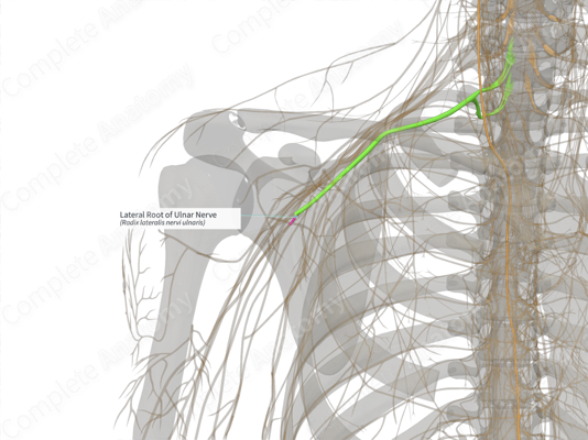 Ulnar Nerve - an overview | ScienceDirect Topics