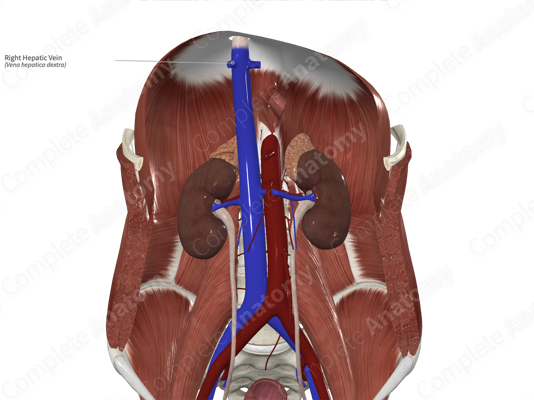 Hepatic Vein Model