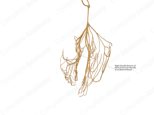 Bundle of His - an overview | ScienceDirect Topics