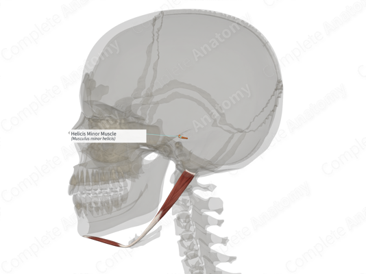 Outer Ear - an overview | ScienceDirect Topics