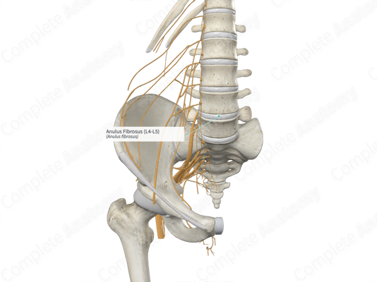 Annulus Fibrosus - an overview | ScienceDirect Topics