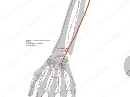 Ulnar Artery - an overview | ScienceDirect Topics