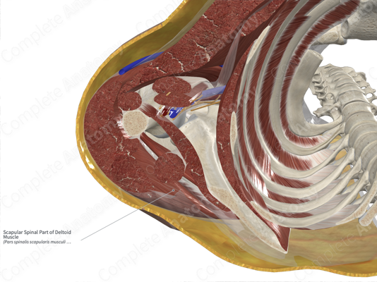 Deltoid Muscle - an overview | ScienceDirect Topics
