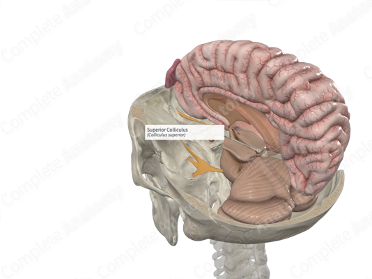 Superior Colliculus - an overview | ScienceDirect Topics