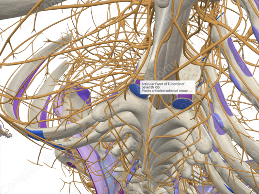 Rib Cage - an overview | ScienceDirect Topics