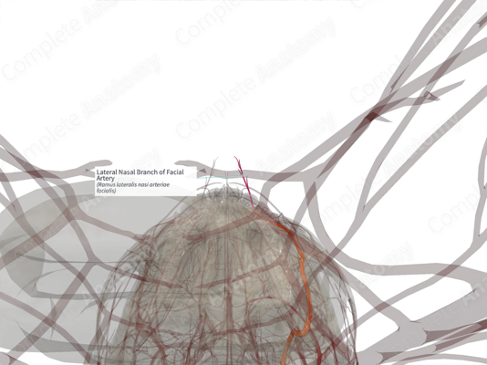 Facial Artery - an overview | ScienceDirect Topics