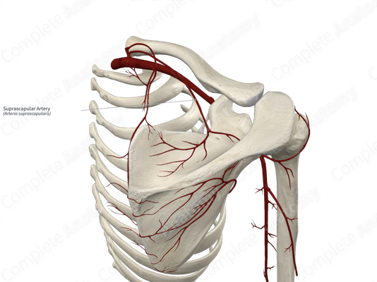 Suprascapular Artery - an overview | ScienceDirect Topics