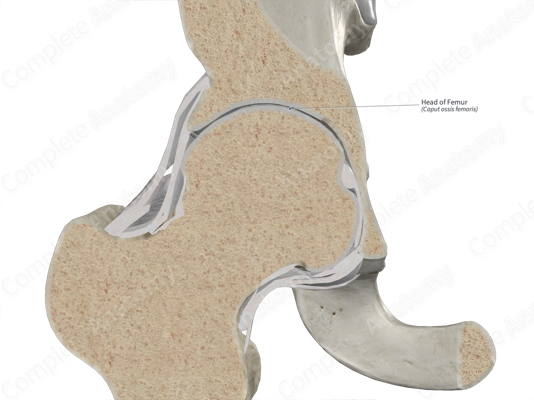 Femoral Head - an overview | ScienceDirect Topics
