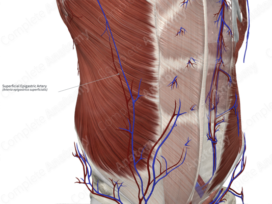 Epigastric Artery - an overview | ScienceDirect Topics