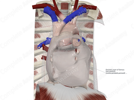 Pericardium - an overview | ScienceDirect Topics