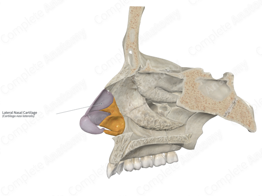 Nasal Cartilages - an overview | ScienceDirect Topics